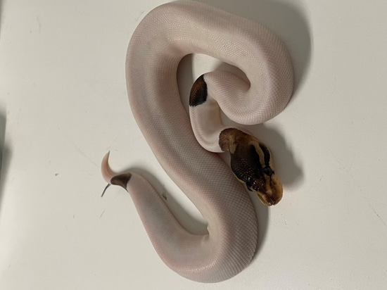 Cinnamon Pied 119g Ball Python by BrandonJames Ball Pythons