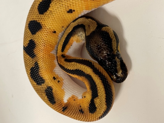 Orange Dream Pied 120g Ball Python by BrandonJames Ball Pythons