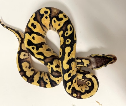 Fire Pied Ball Python by BrandonJames Ball Pythons - MorphMarket