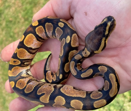 Fire Pied Ball Python by BrandonJames Ball Pythons - MorphMarket