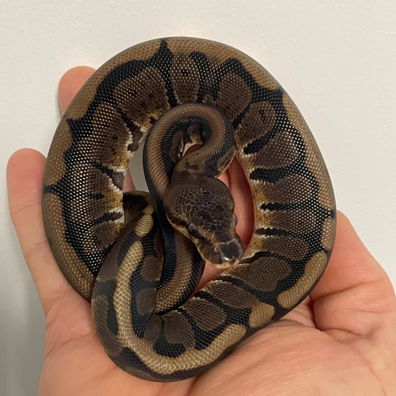 GHI Ball Python by BrandonJames Ball Pythons - MorphMarket