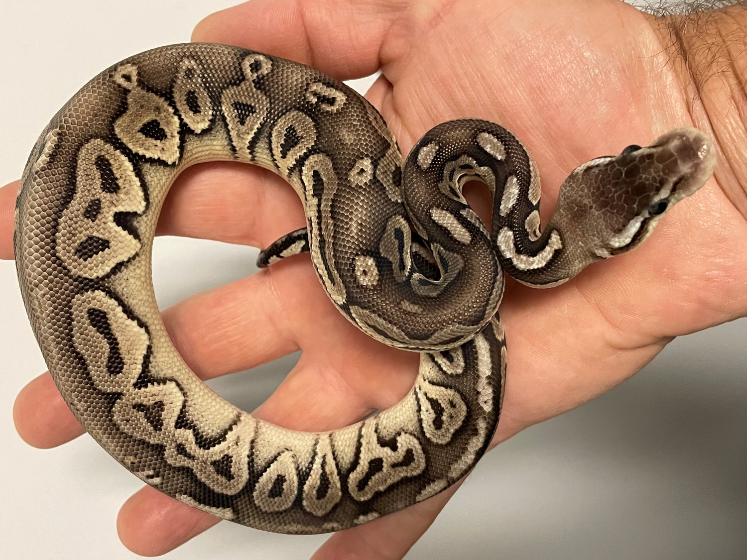 Pewter Ball Python by BrandonJames Ball Pythons - MorphMarket