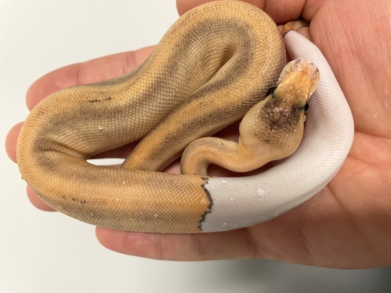 Pastel Champagne Cinnamon Ball Python by BrandonJames Ball Pythons