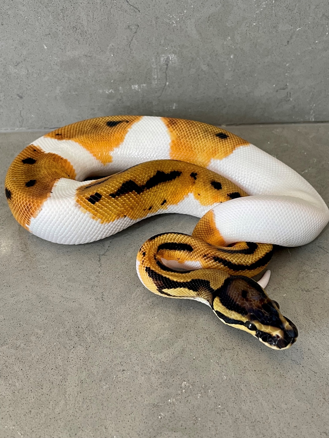 Orange Dream Pied Ball Python by BrandonJames Ball Pythons - MorphMarket