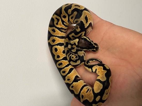 Pastel Het Pied Ball Python by BrandonJames Ball Pythons