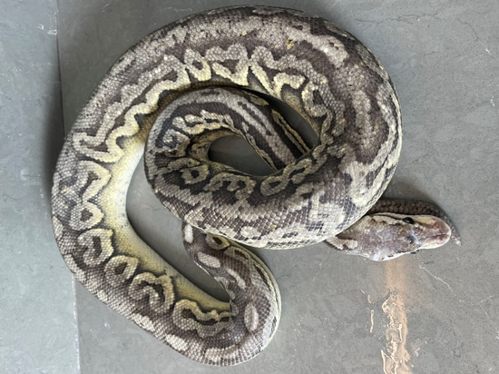 Proven Spotnose Cinnamon Super Pastel Ball Python by BrandonJames Ball ...