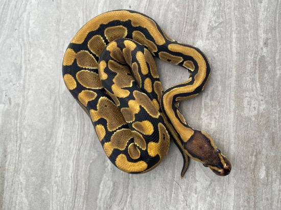 Blade Het Clown Ball Python by BrandonJames Ball Pythons