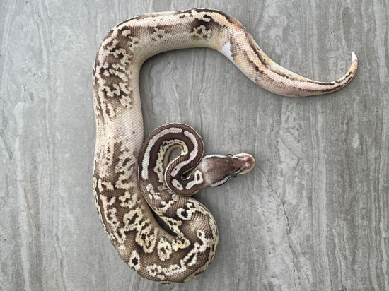 Cinnamon Fire Super Pastel Poss Calico Ball Python by BrandonJames Ball ...