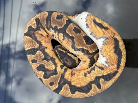 PIED 450g Ball Python by BrandonJames Ball Pythons
