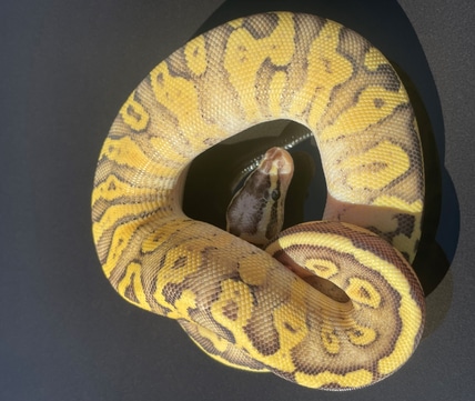 Fire Pied Ball Python by BrandonJames Ball Pythons - MorphMarket