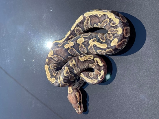 Ghi Cinnamon Ball Python by BrandonJames Ball Pythons