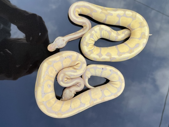 Banana Pastel Het Clown Ball Python by BrandonJames Ball Pythons