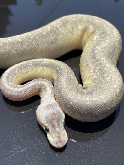 Cinnamon Spotnose Pinstripe Super Pastel Ball Python by BrandonJames ...