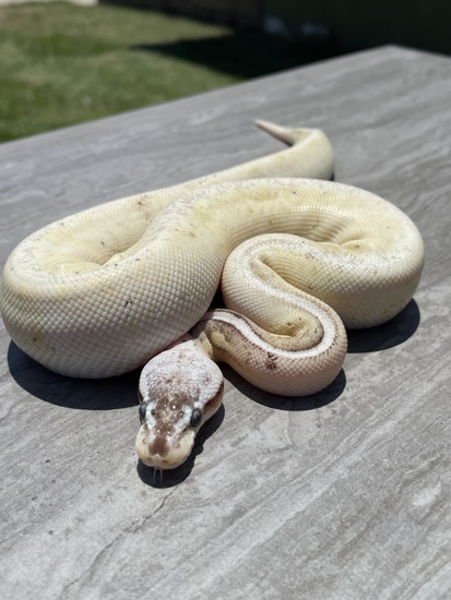 Cinnamon Pastel Fire Calico Poss Ghi Ball Python by BrandonJames Ball ...