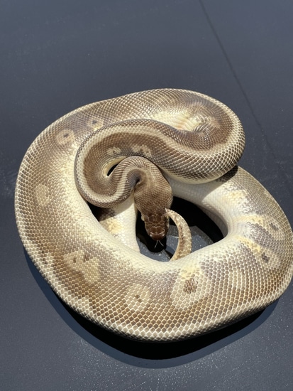 Proven Mojave HGW Pastel Breeder Ball Python by BrandonJames Ball Pythons