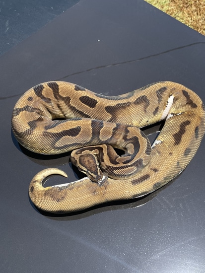 Proven Female Pied Ball Python by BrandonJames Ball Pythons