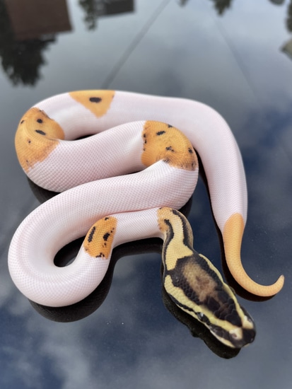 Orange Dream Fire Pied Ball Python by BrandonJames Ball Pythons