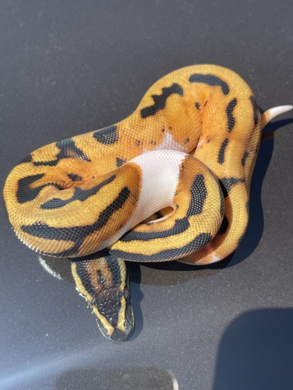 Orange Dream Enchi Pied Ball Python by BrandonJames Ball Pythons