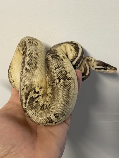 Super Pastel Fire Cinnamon Het Pied Ball Python by BrandonJames Ball ...