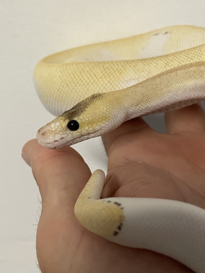 Champagne Mojave Pastel Het Pied Ball Python by BrandonJames Ball Pythons