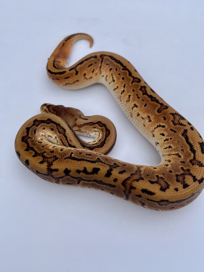 Cinnamon Orange Dream Pinstripe Het Pied Ball Python by BrandonJames Ball Pythons
