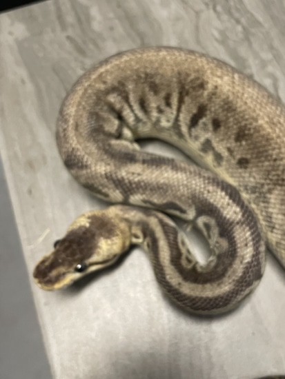 Silverstreak Proven Ball Python by BrandonJames Ball Pythons