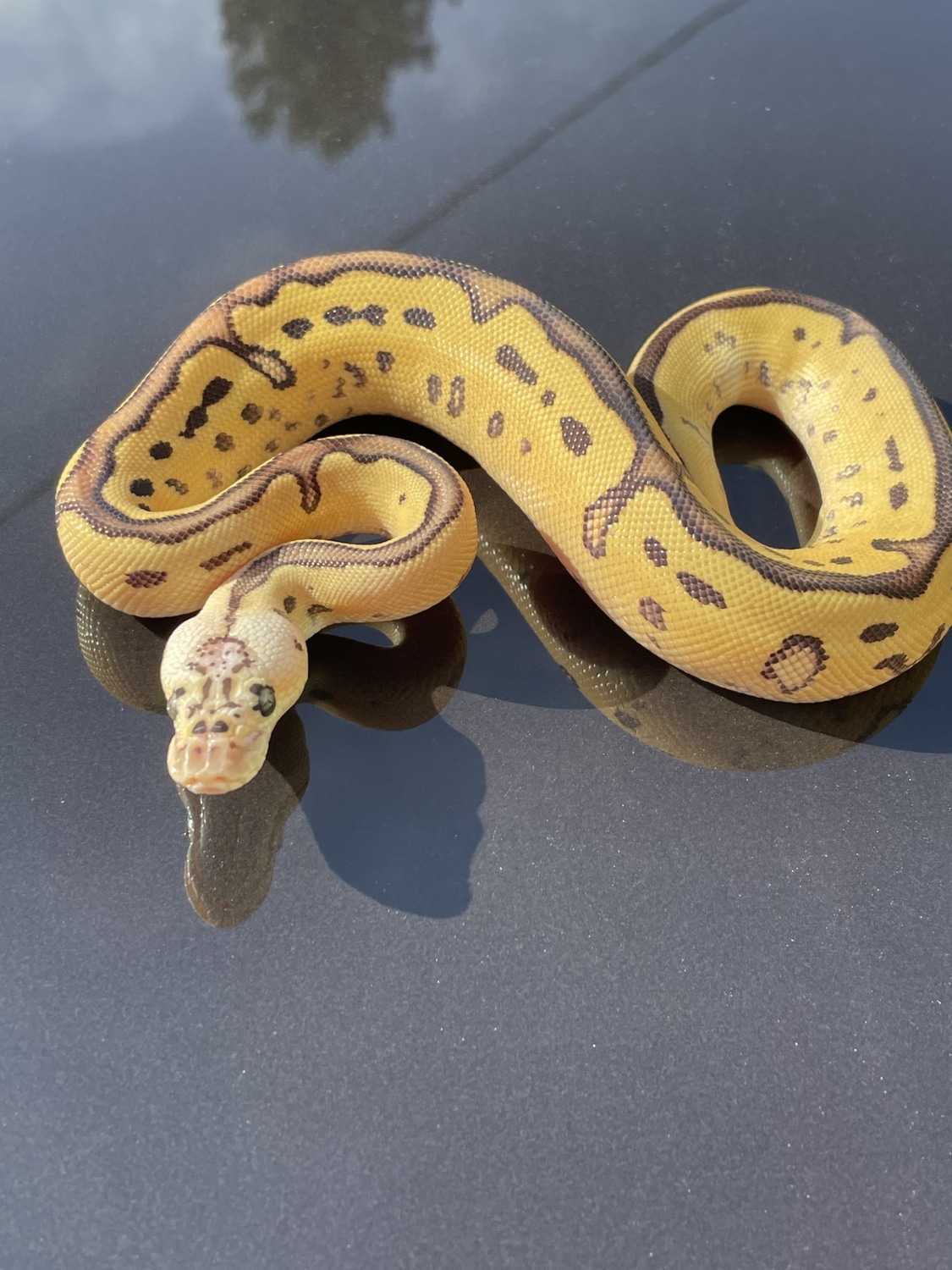 Ball Python Clutch: 102 by BrandonJames Ball Pythons - MorphMarket