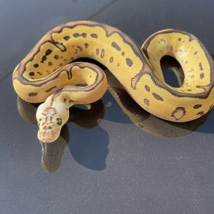 Offspring by BrandonJames Ball Pythons - MorphMarket