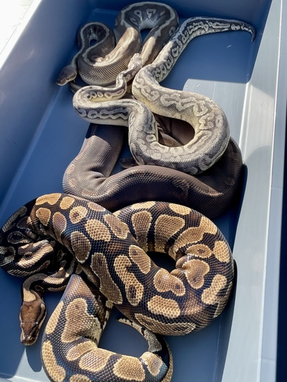 2 Big Females And Two Male Breeders Ball Python by BrandonJames Ball ...