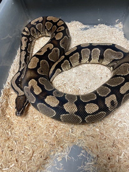 Proven Yellow Belly Ball Python by BrandonJames Ball Pythons