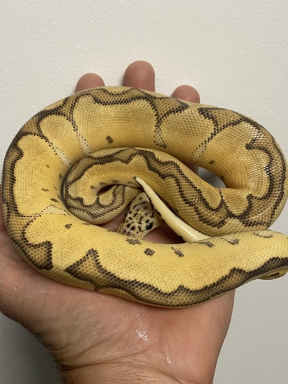 Pastel Blade Clown Ball Python by BrandonJames Ball Pythons