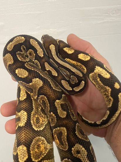Black Pastel Yellow Belly Enchi Ball Python by BrandonJames Ball Pythons