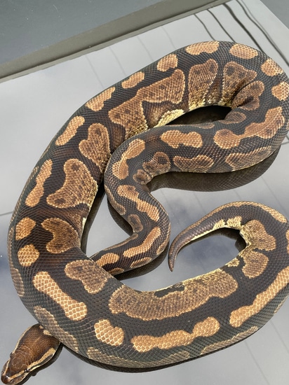 Group Of 4 All BREEDER FEMALES Ball Python by BrandonJames Ball Pythons