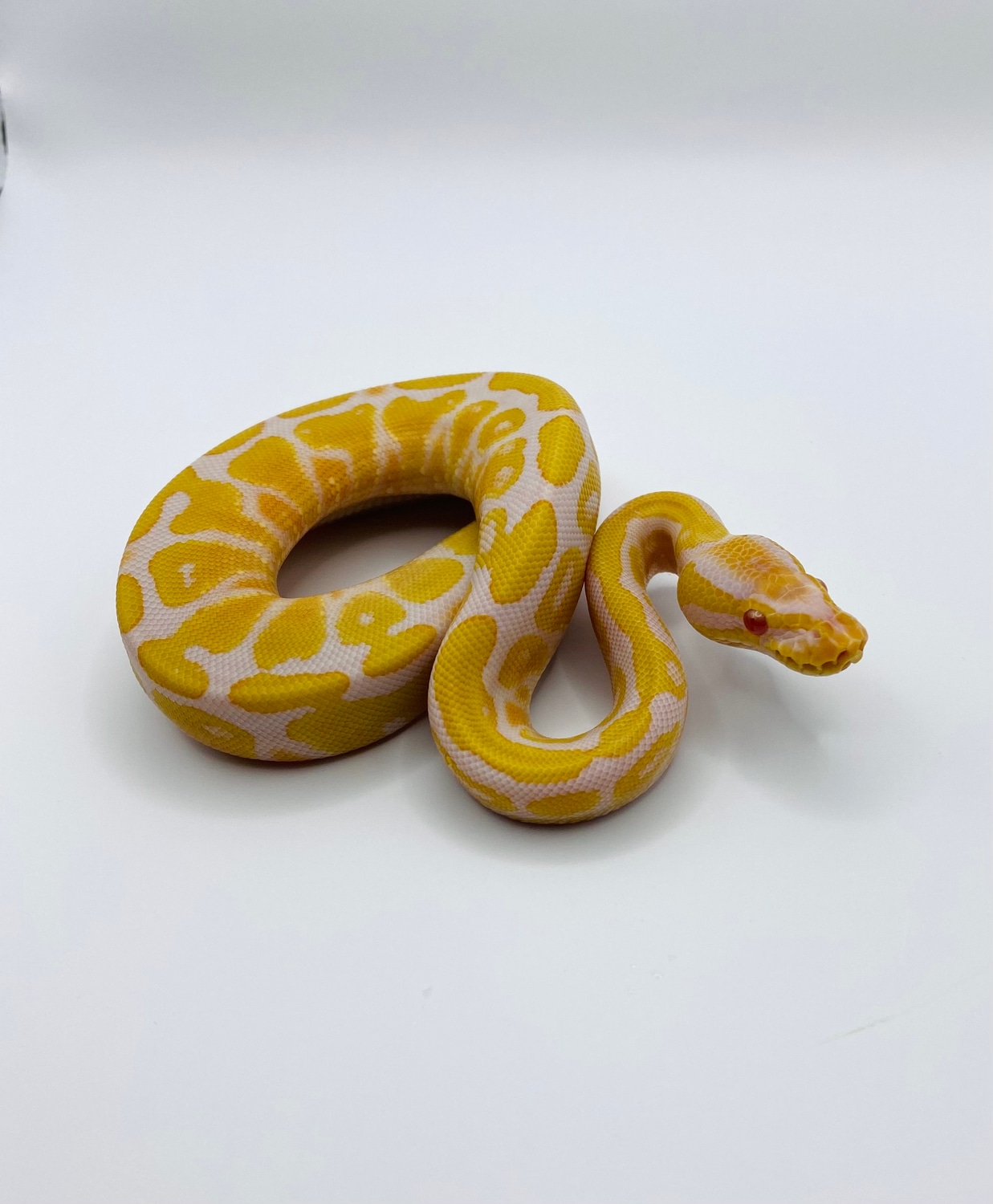 Albino Yellow Belly Ball Python by Outer World Exotics - MorphMarket