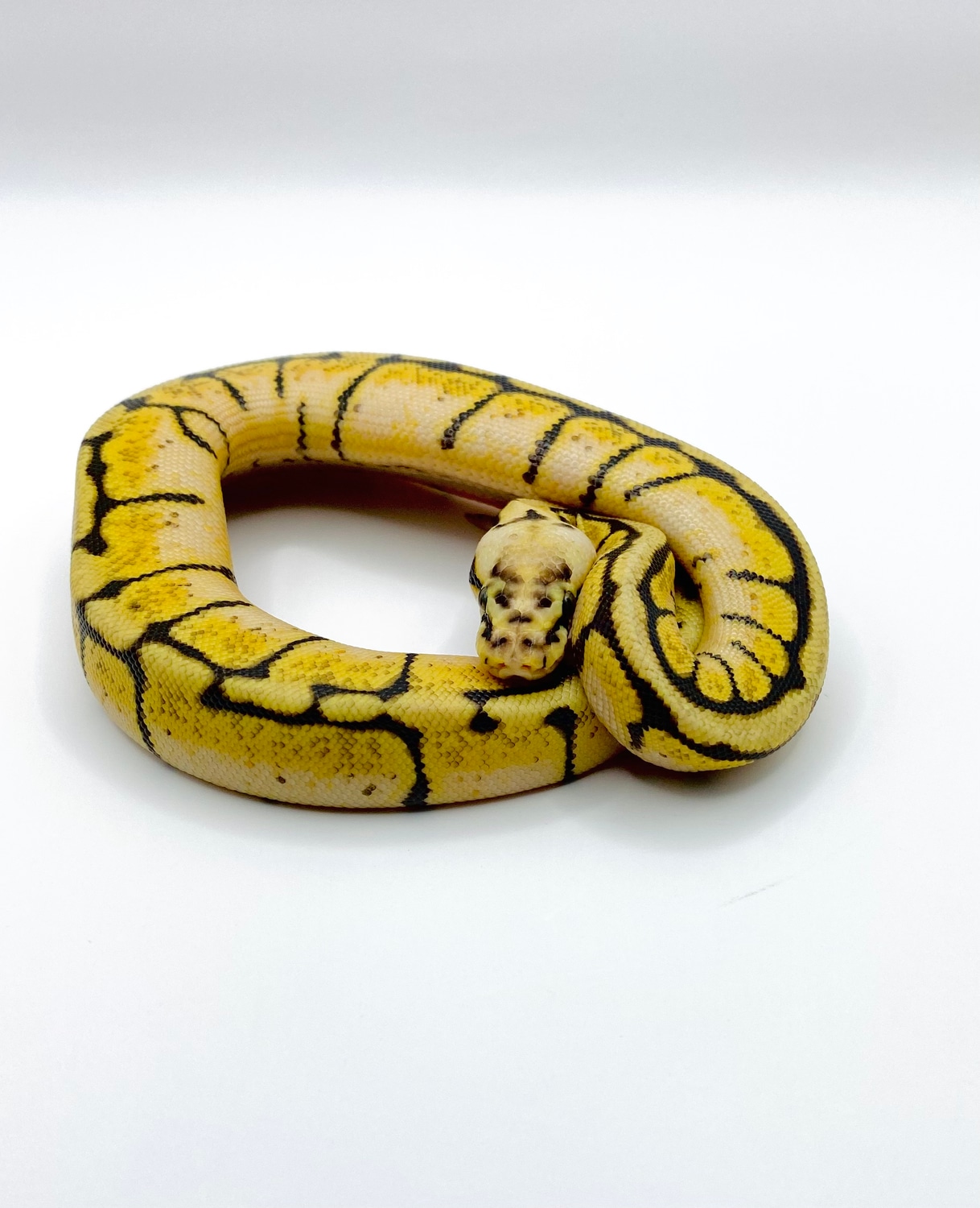 Bumblebee Ball Python by Outer World Exotics - MorphMarket