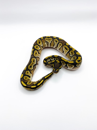 Mojave Ball Python by Outer World Exotics