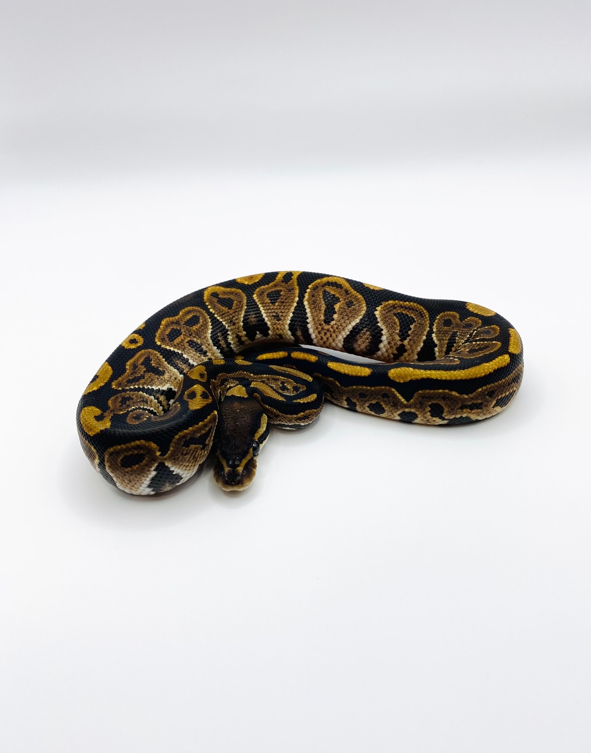 Black Pastel Ball Python by Outer World Exotics - MorphMarket
