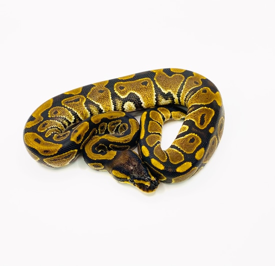 Normal 100% Het Albino Ball Python by Outer World Exotics