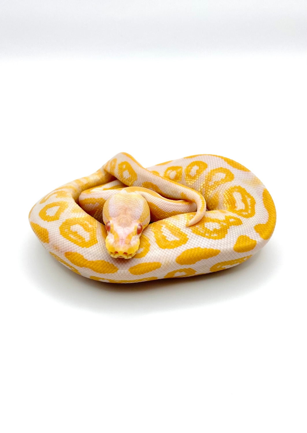 Black Pastel Albino Ball Python by Outer World Exotics - MorphMarket