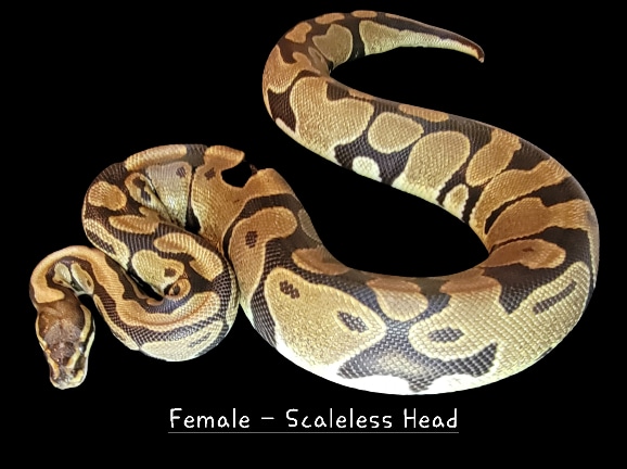 Breeding Pair - Scaleless Heads Ball Python by BNC - MorphMarket