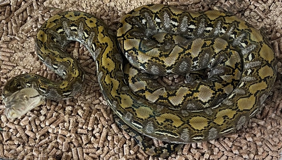 Pure Kayuadi Reticulated Python by Simpson’s Serpents