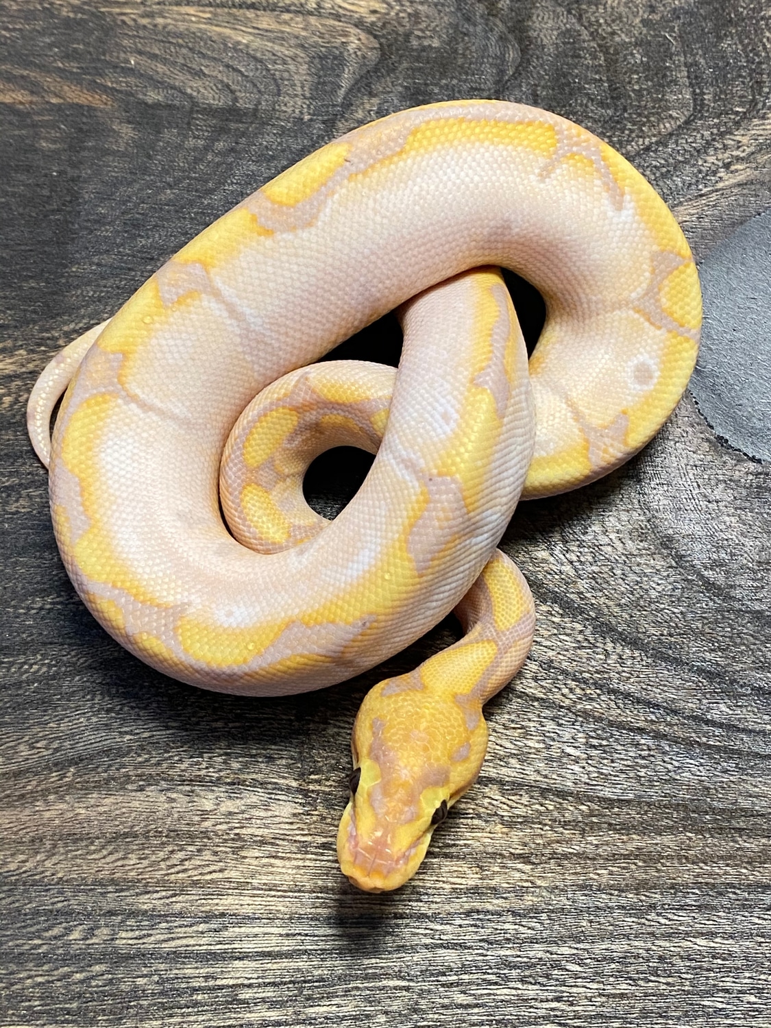 Banana Calico Spider Pastel Ball Python by Cellar Snakes - MorphMarket