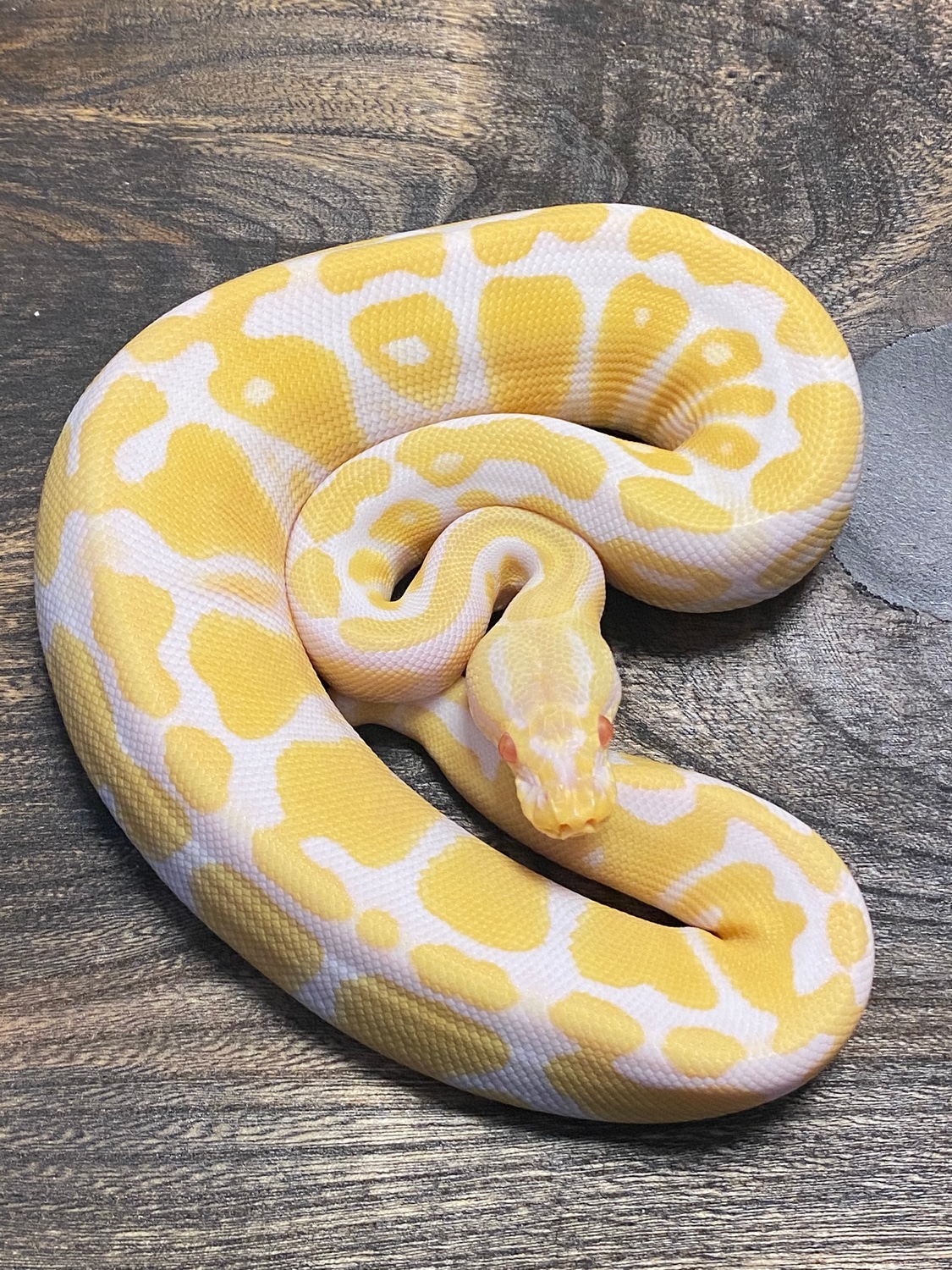Albino Ball Python by Cellar Snakes - MorphMarket