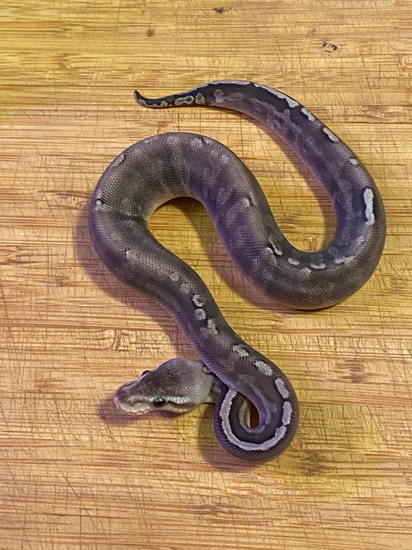 GHI Black Pewter Ball Python by Cellar Snakes