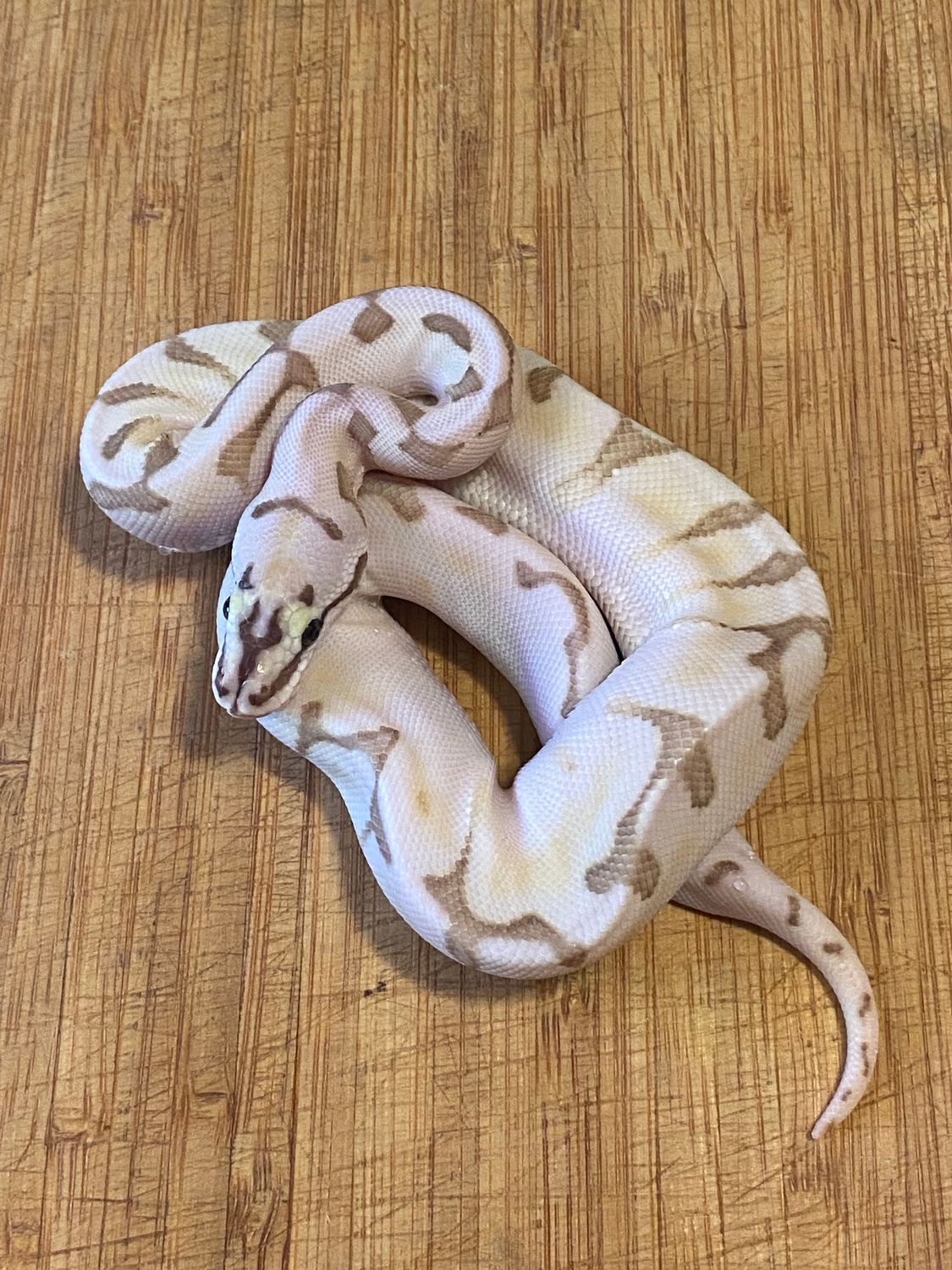 Enchi Lesser Pastel Calico Spider Ball Python by Cellar Snakes ...