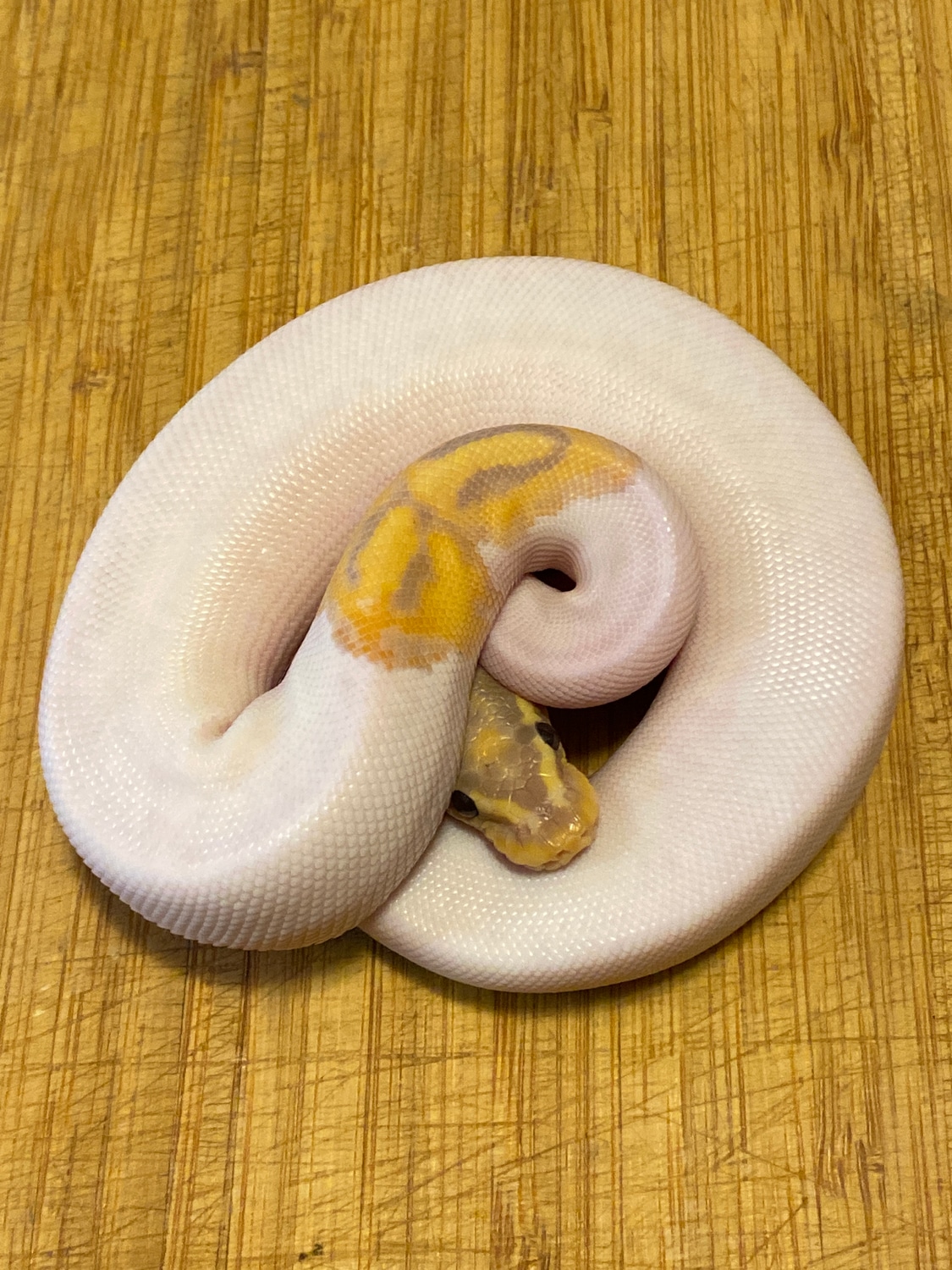 Banana Pied Ball Python by Cellar Snakes - MorphMarket