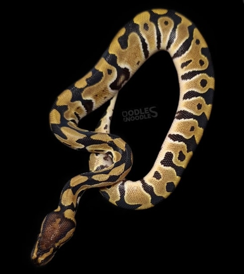 Crypton (Double Het Cryptic Clown) Het DG Ball Python by Oodles A' Noodles