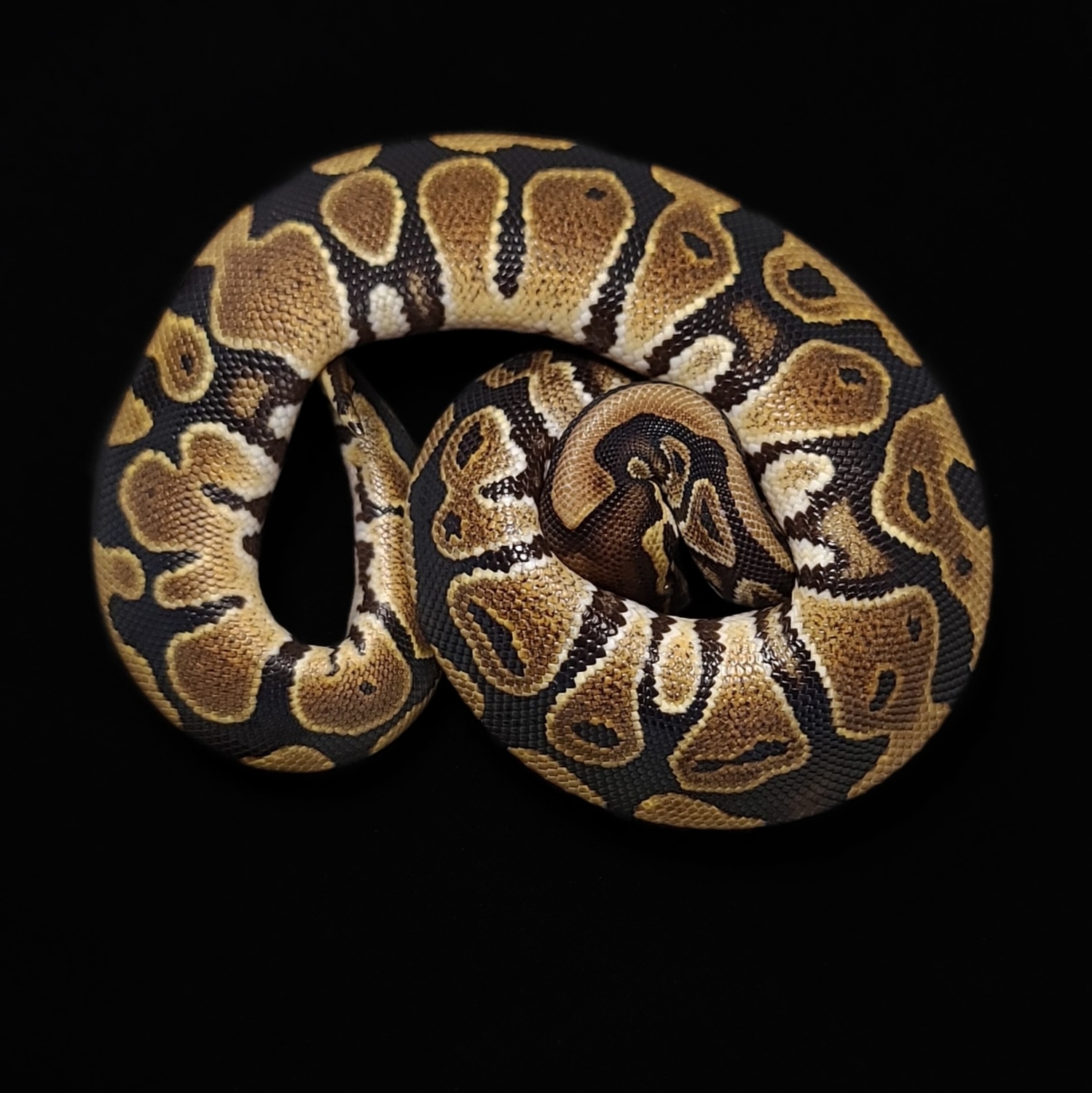 Harlequin Ball Python by Oodles A' Noodles - MorphMarket