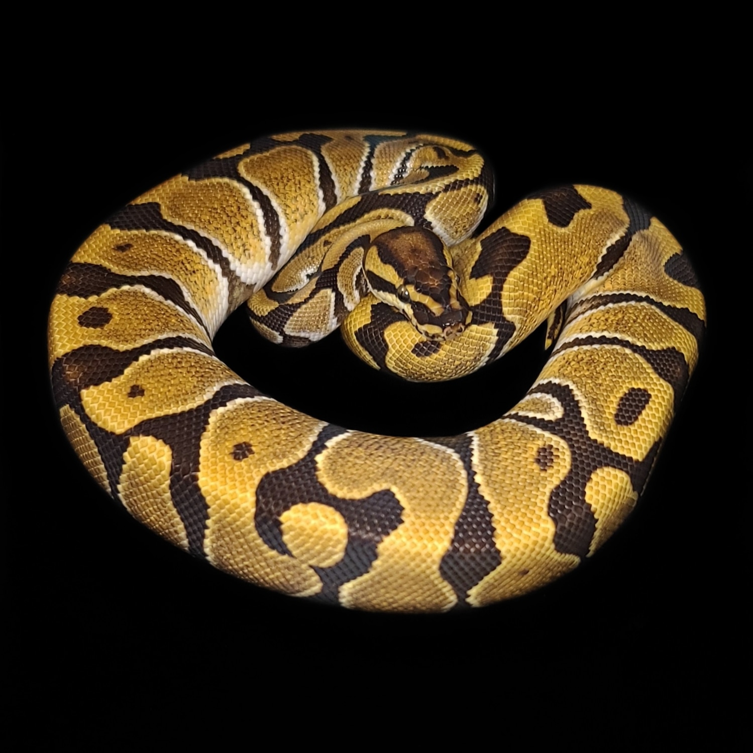 Enchi Het Lav Ball Python by Oodles A' Noodles - MorphMarket