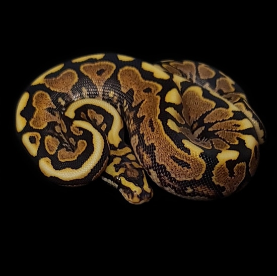 Spotnose Yellowbelly Lace Ball Python by Oodles A' Noodles